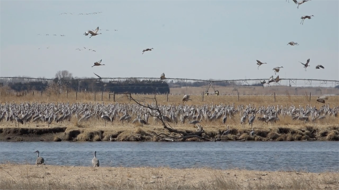 $600,000 grant to benefit wetlands in Hall, Clay counties - CENTRAL ...