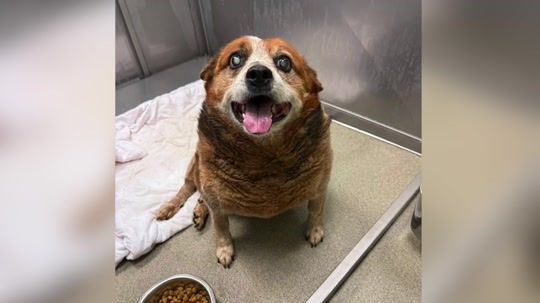 Animal shelter seeks help after rescuing 18 dogs from hoarding house ...